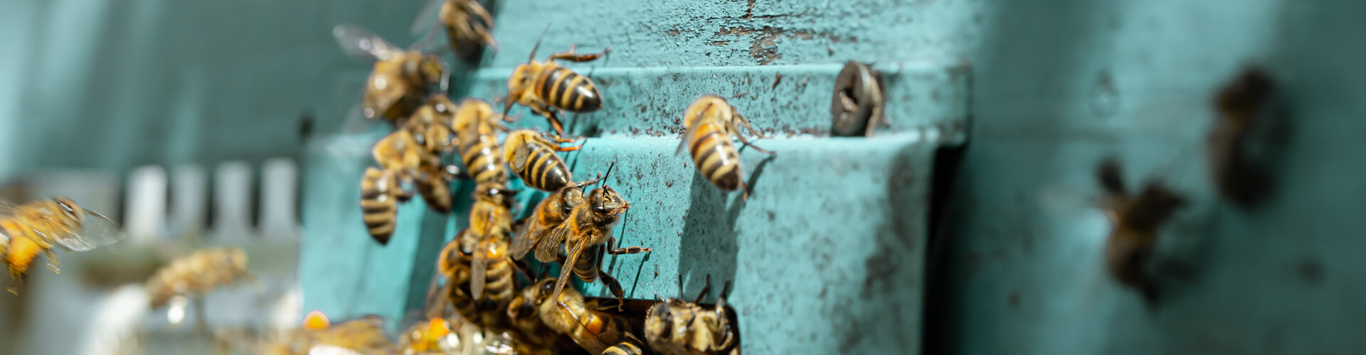 Bee Pest Control Services Dubai | Best Price Deals