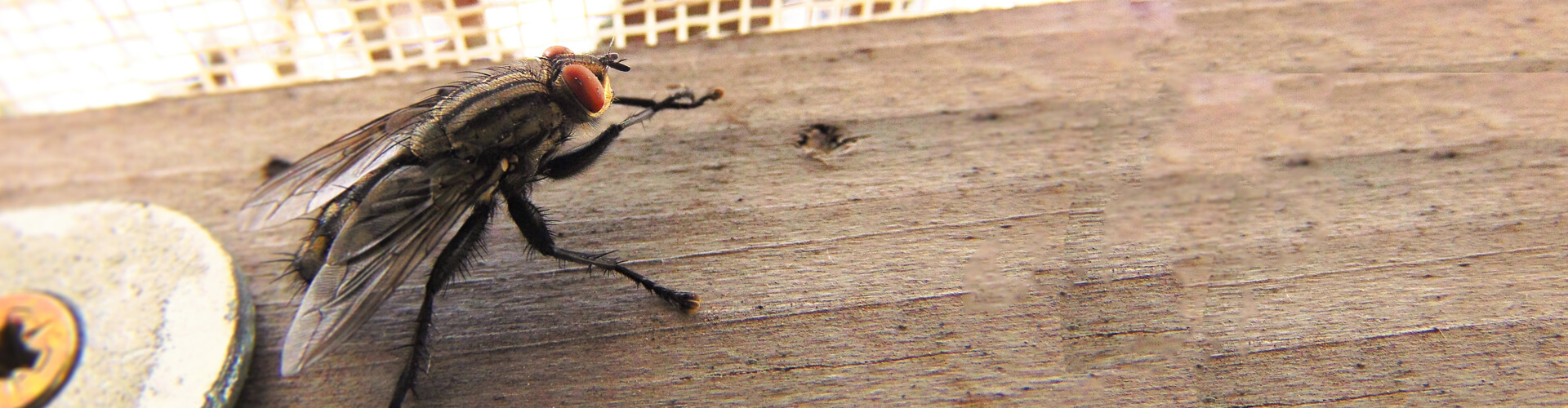 Fly Pest Control Dubai, UAE 2023 | Al Saqr Pest Control