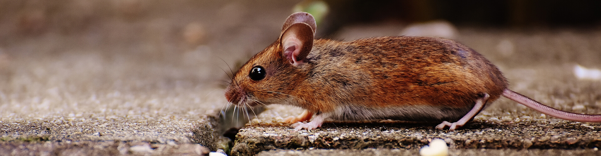 Rodents Pest Control Dubai | Al Saqr Pest Control